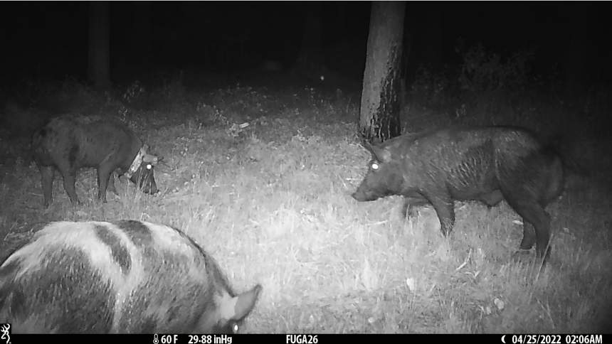 Researchers hope popular pigs provide key to controlling feral hogs ...